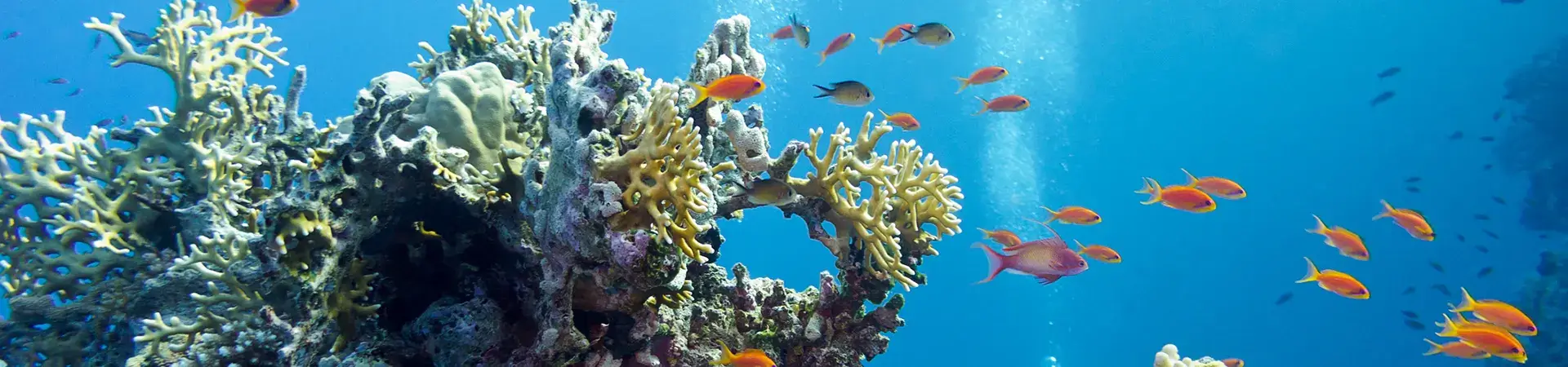 Zonvakantie deals naar Rode Zee 2025 | zonvakantiemoment.nl